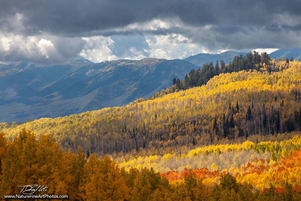 Aspen Tree Fall Foliage in Utah Photo | Nature Photos for Sale