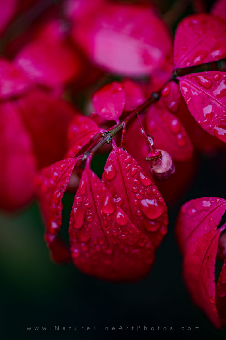 Fall Colors Photo Vibrant Pink Burning Bush | Nature Photos for Sale