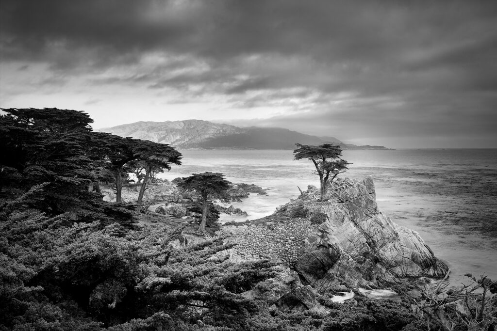 The Lone Cypress Tree | Nature Photos for Sale